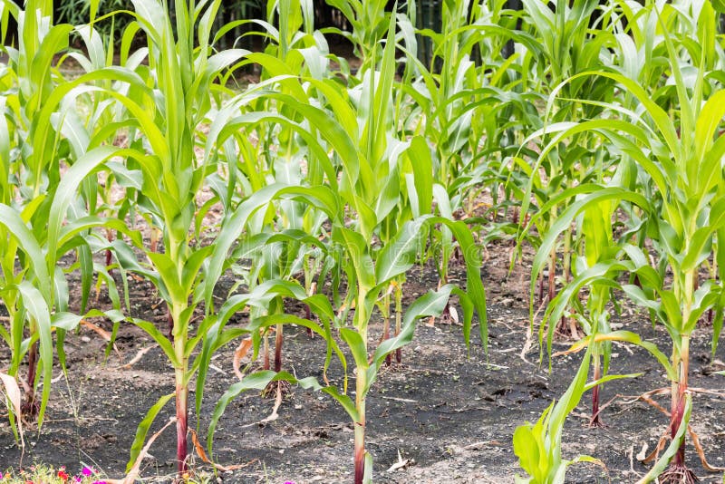 Maispflanze stockfoto. Bild von urlaub, landwirtschaft - 103527240