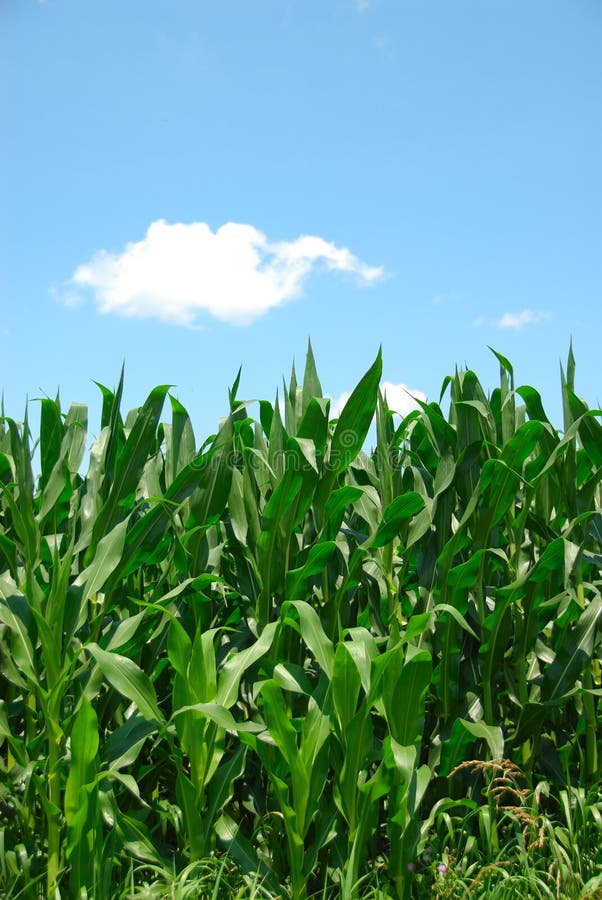 Maispflanzen in Der Ansicht Von Unterhalb Stockbild - Bild von ...
