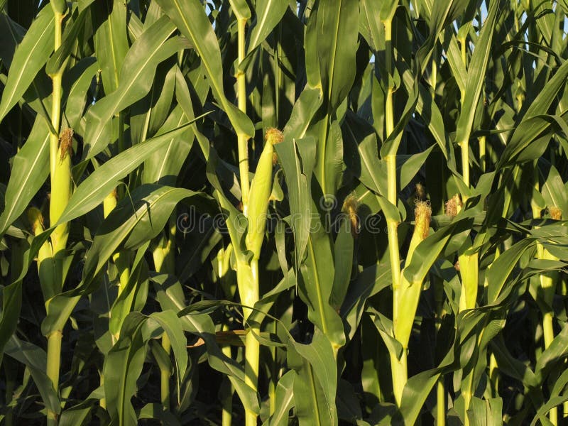 Maispflanze stockfoto. Bild von betrieb, ernte, stamm - 43010238
