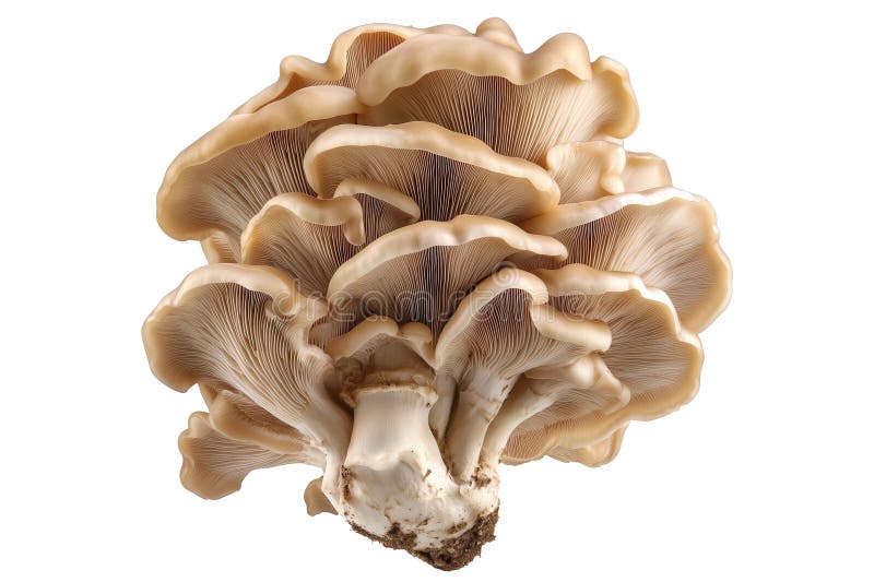 Maitake Mushroom Isolated on a White Transparent Background Stock ...