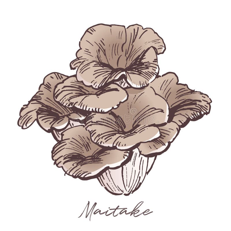 Maitake Mushroom Sketch Drawing Stock Vector - Illustration of woods ...