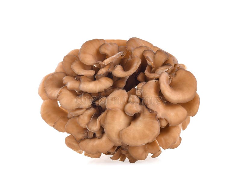 550 Maitake Mushrooms Stock Photos - Free & Royalty-Free Stock Photos ...