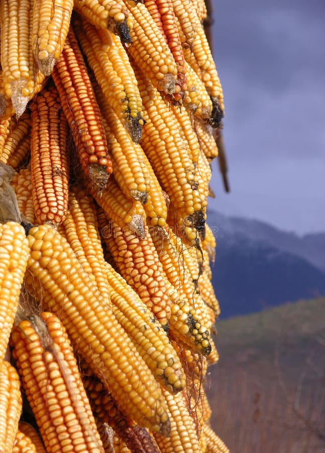 Maiz stock image. Image of grain, warm, popcorn, yellow - 156431