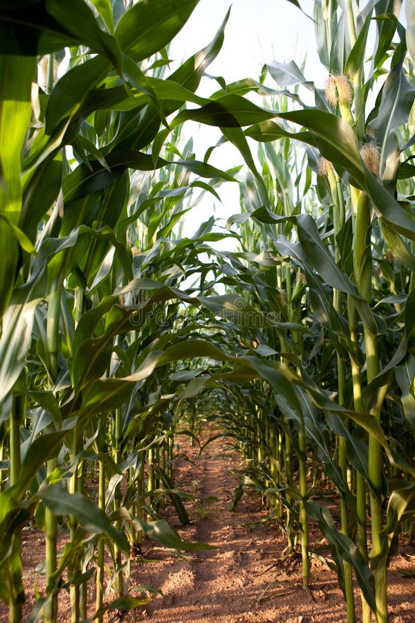Maize stock image. Image of countryside, grow, farm, leaf - 10647497
