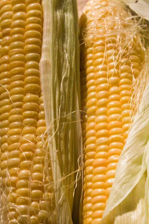 Maize stock photo. Image of ripe, grain, fresh, healthy - 11691000
