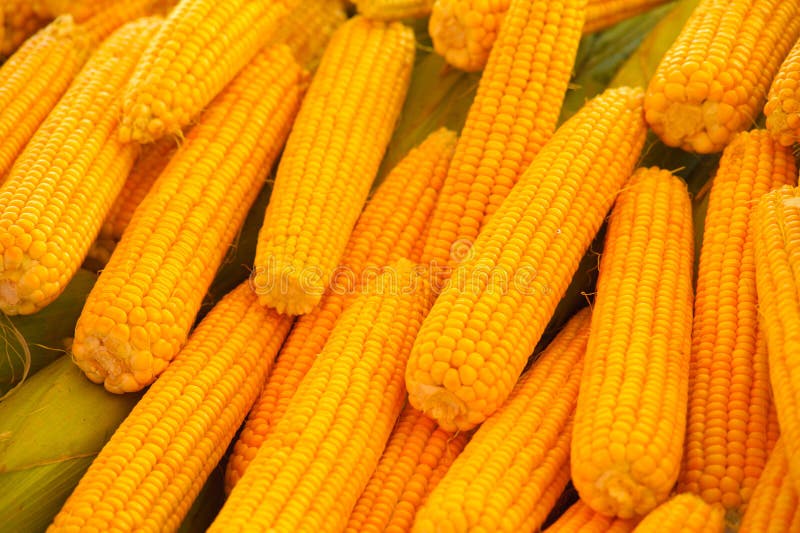 Maize stock image. Image of feed, bazaar, nourishment - 12389567