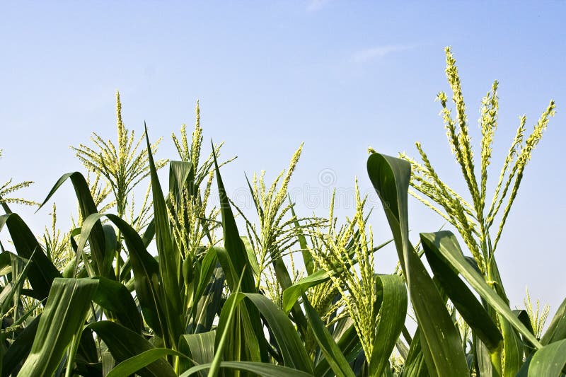 Maize stock photo. Image of meal, nature, leaf, natural - 14193916