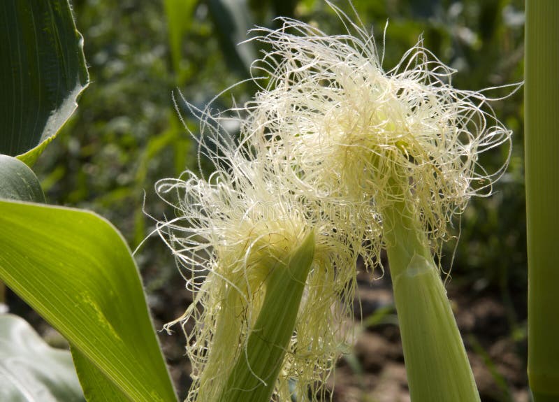 Maize stock image. Image of agronomy, farming, maize - 15516241