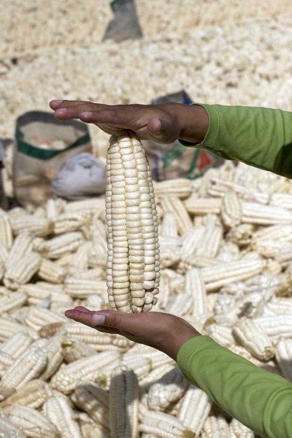 Maize stock image. Image of giant, agriculture, tortilla - 17813633
