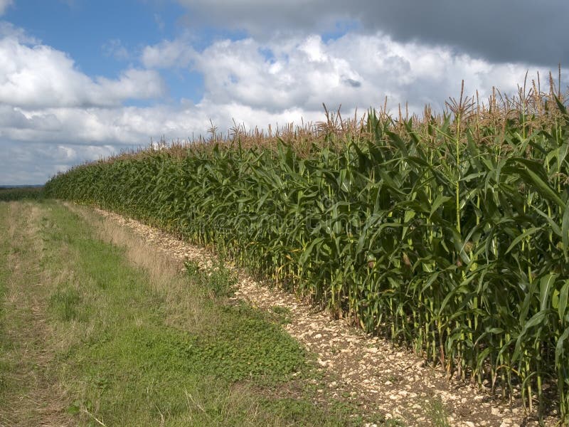 Corn Maze stock photo. Image of cornstalks, farm, field - 30474