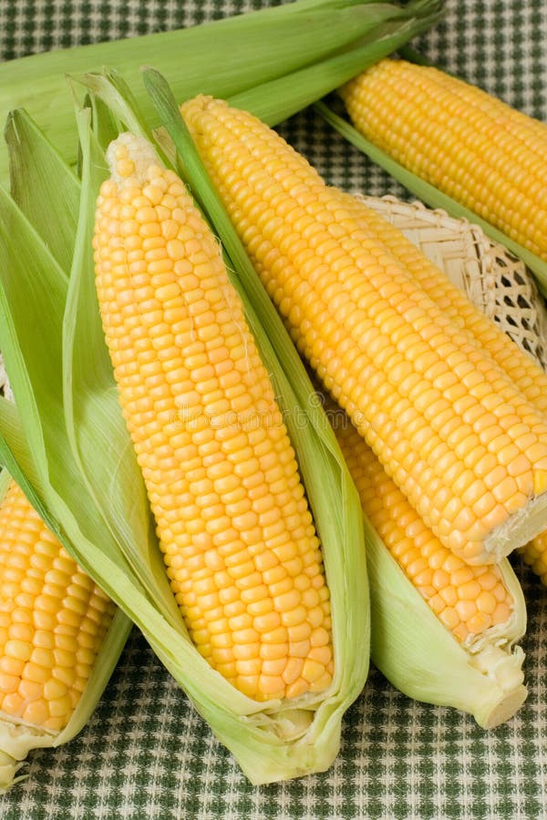 Maize stock image. Image of vegetable, indian, green, vegetarian - 2417895