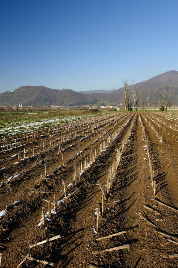 Maize stock image. Image of agriculture, cold, farm, field - 28139153