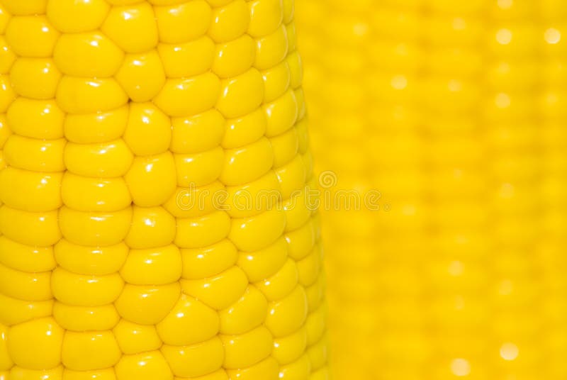Maize stock photo. Image of vegetable, grain, agriculture - 28893788