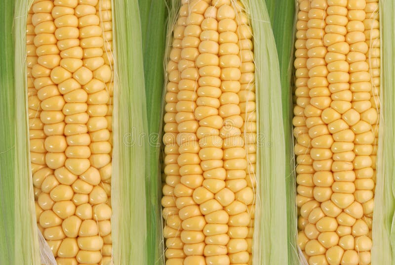 Maize stock image. Image of vegetarian, agriculture, sweetcorn - 6736701