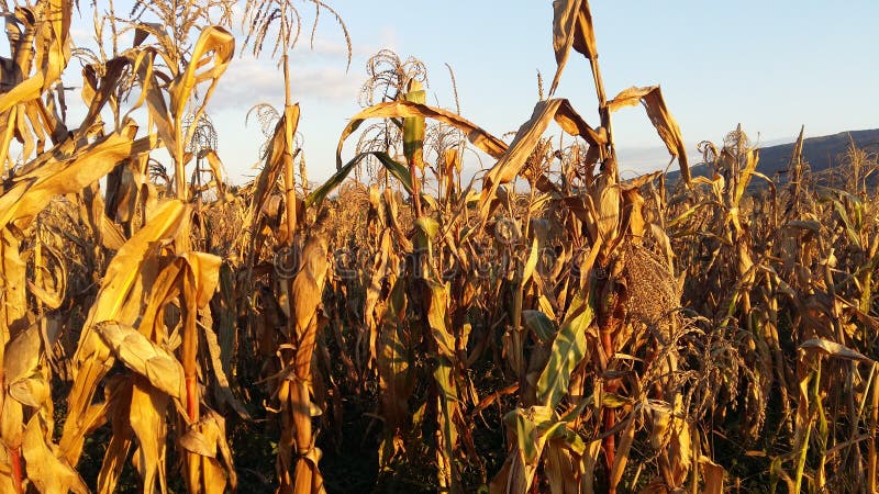 Maize stock image. Image of natural, cereal, maize, commodity - 78512437