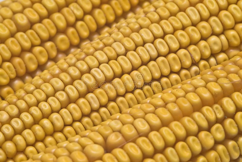 Maize beans texture. stock image. Image of corn, genetic - 13092657