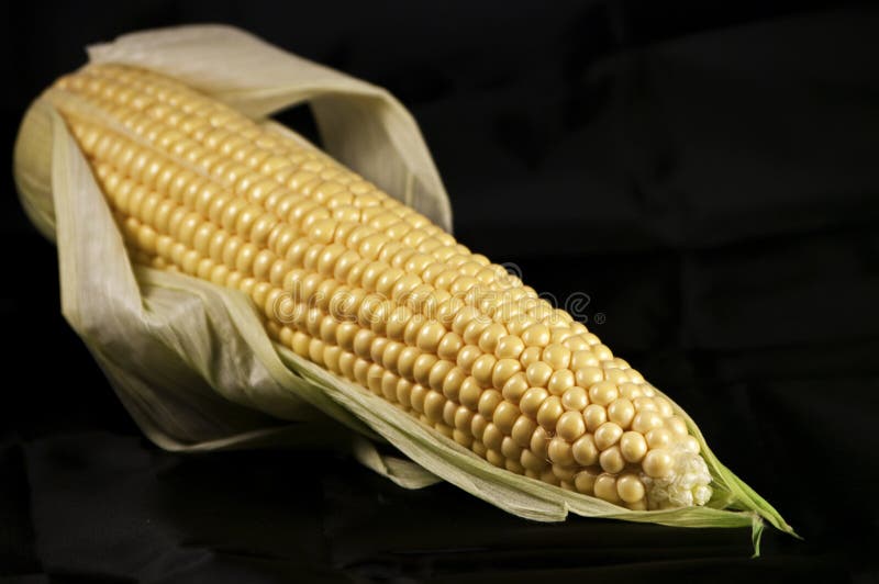 Maize on black stock photo. Image of grain, healthy, seed - 16268488