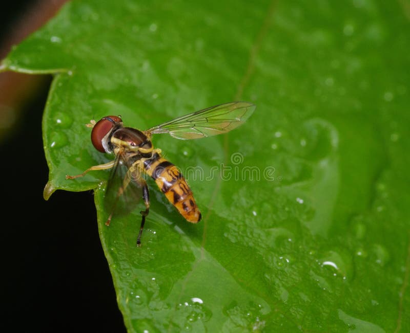 Maize Calligrapher, Toxomerus PolitusÂ resting on a Leaf after the Rain ...