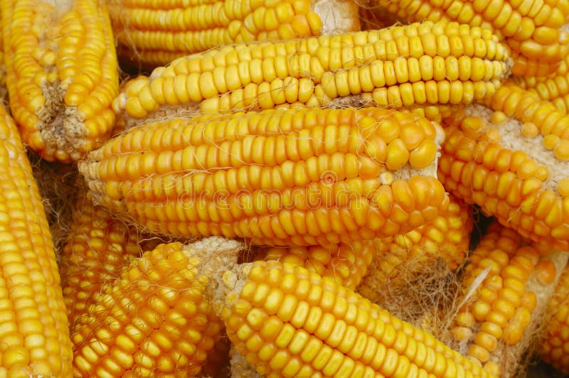 Maize cob stock photo. Image of maize, grain, fruitage - 10623348