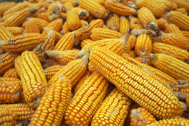Maize cob stock image. Image of husk, food, crop, harvest - 11489217
