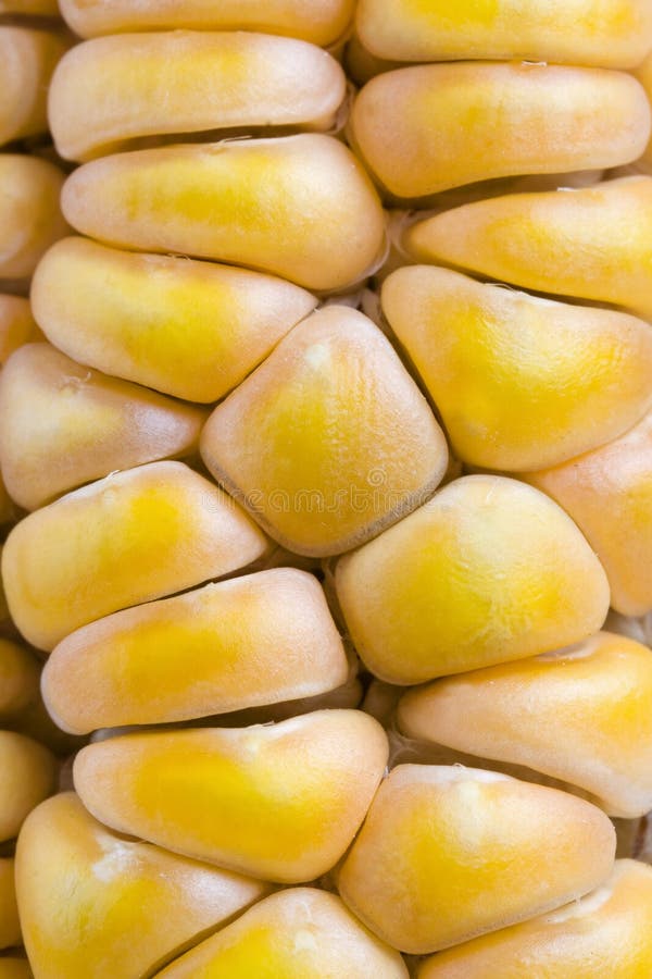 Maize on the Cob stock photo. Image of segmented, detail - 13238404