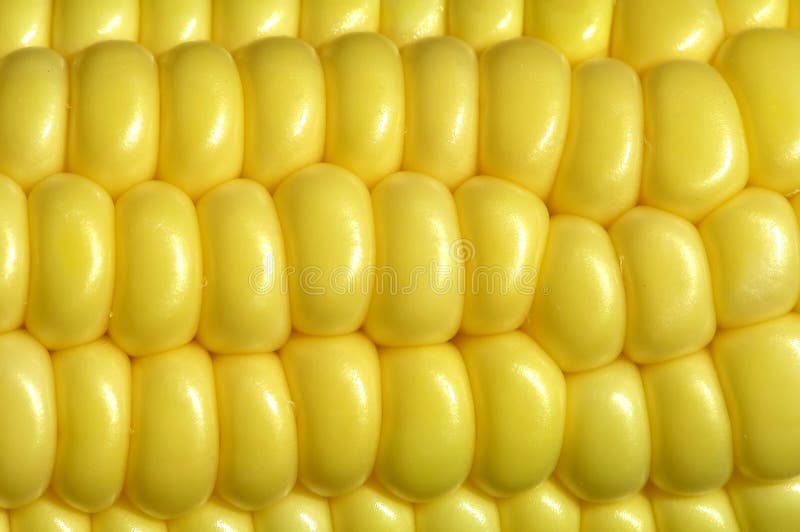 Maize cob stock photo. Image of crop, corn, agriculture - 153878