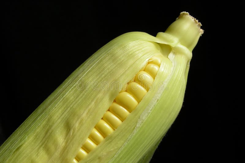 Maize cob stock image. Image of food, macro, nature, black - 286703