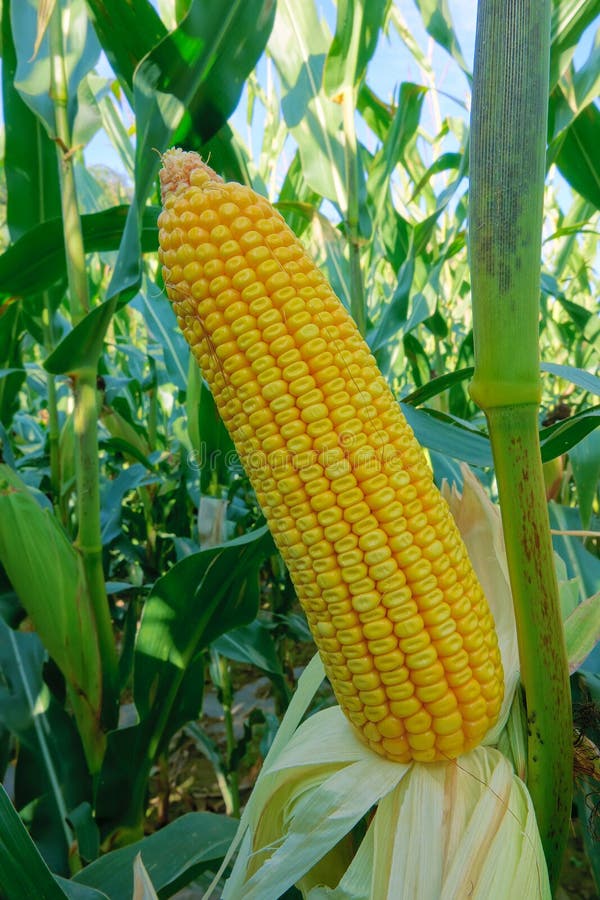 Maize cob stock image. Image of farmland, field, emblement - 196491791