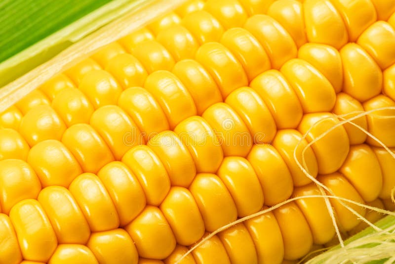 Maize Cob or Corn Cob Close Up. Macro Shot Stock Photo - Image of seed ...