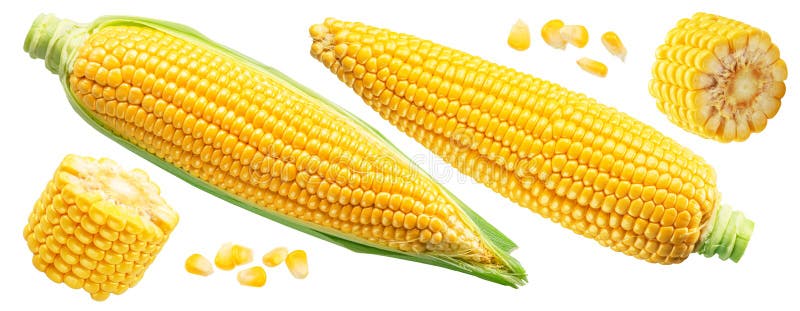 Maize Cob or Corn Cob and Corn Seeds Close Up. File Contains Clipping ...