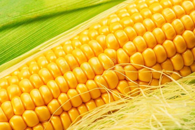 Maize Cob or Corn Cob and Corn Silk Close Up. Macro Shot Stock Photo ...