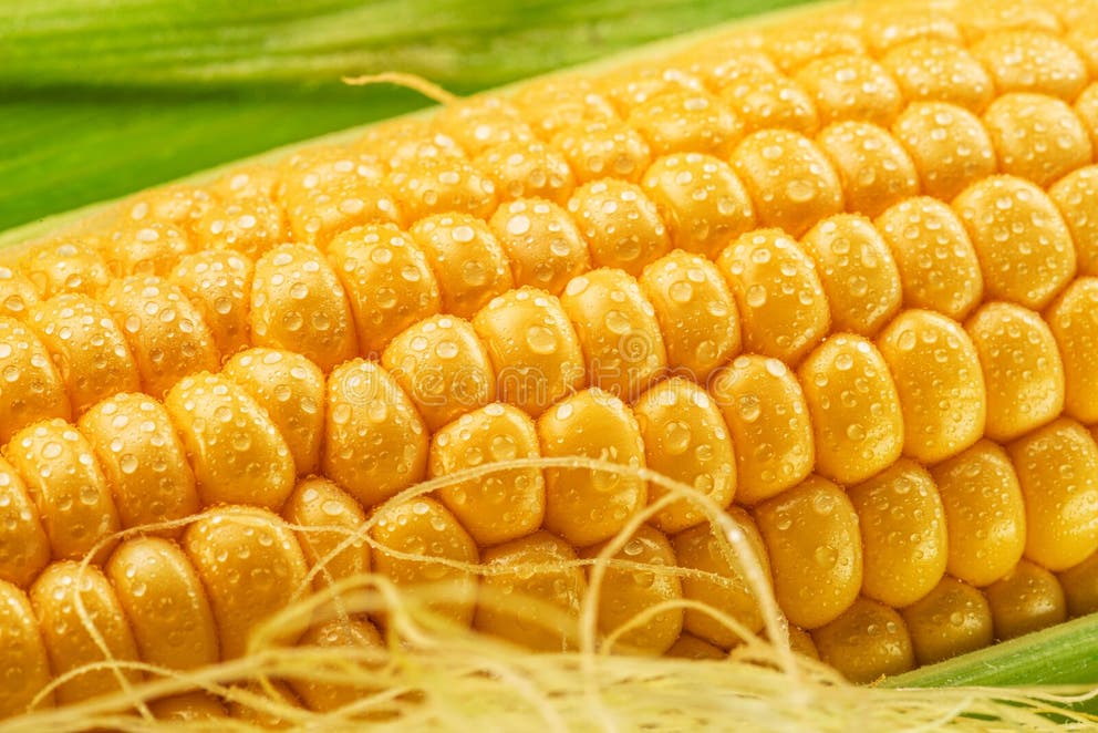Maize Cob or Corn Cob and Maize Corn Silk Close Up. Macro Shot Stock ...