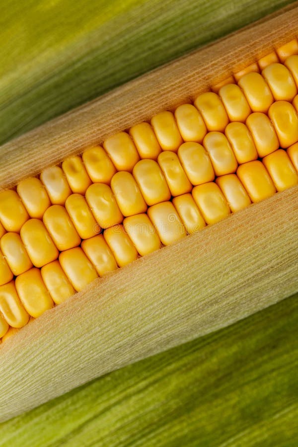 Maize cob stock image. Image of corn, detail, sweet, maize - 44277457