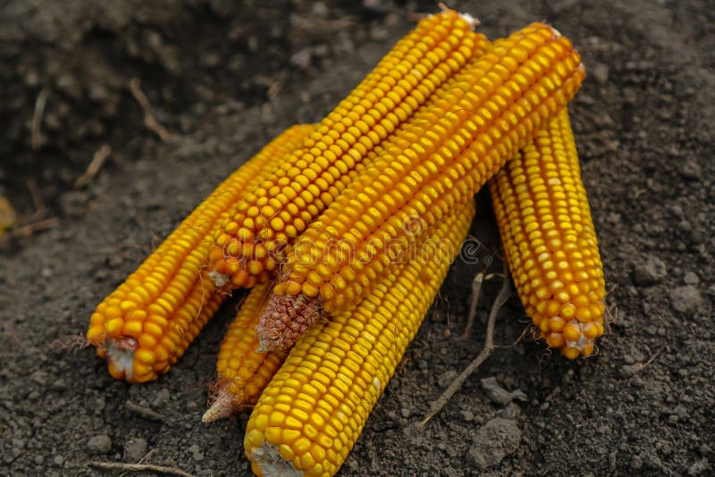 Maize cob stock image. Image of ingredient, nutritious - 101887763