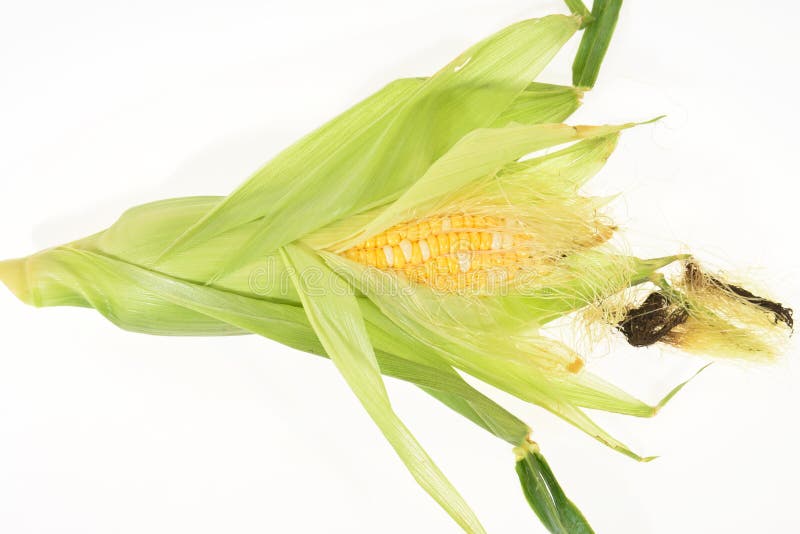 Maize Cob stock photo. Image of produce, nutritious, husk - 47672016