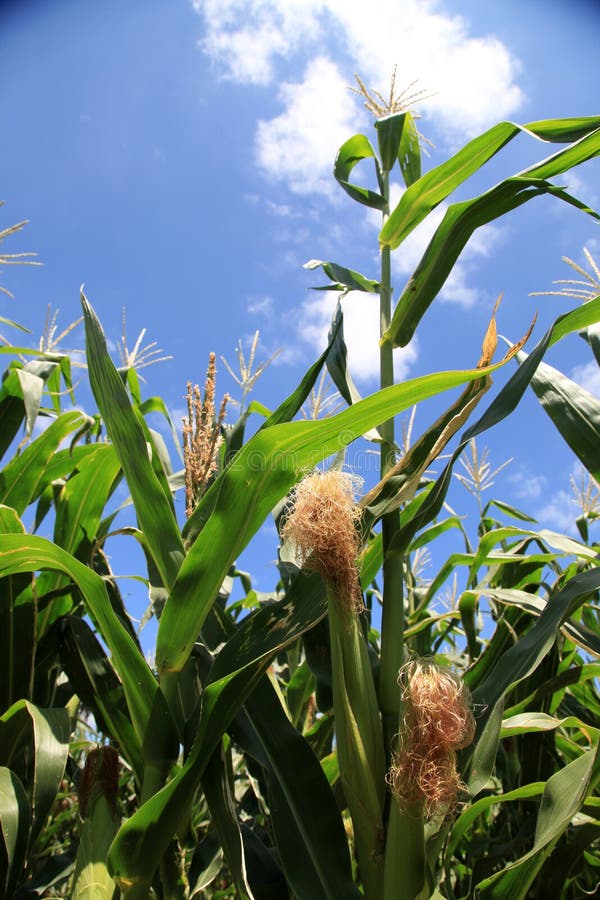 Maize. stock image. Image of field, organic, summer, green - 39871799