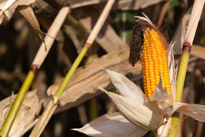 Europe, Maize Producing Zone, Dry Corn Grains and European Banknote of ...
