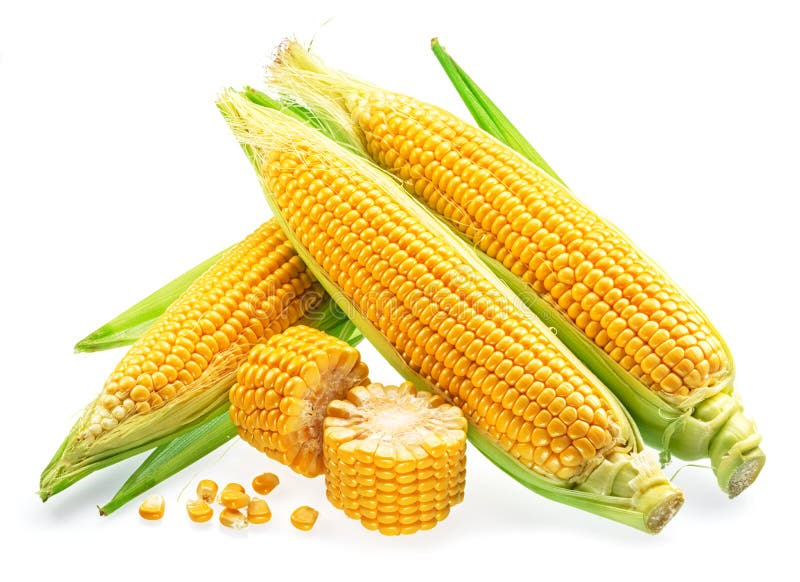 Maize Cobs or Corn Cobs Isolated on White Background Stock Photo ...