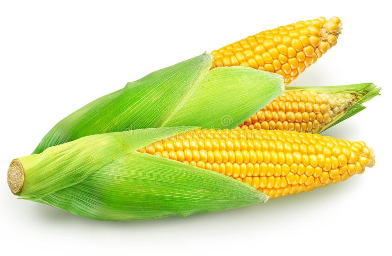 Maize Cobs or Corn Cobs Isolated on White Background Stock Photo ...