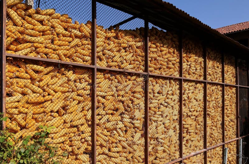 Maize Storage stock image. Image of framework, corn, yellow - 31987261