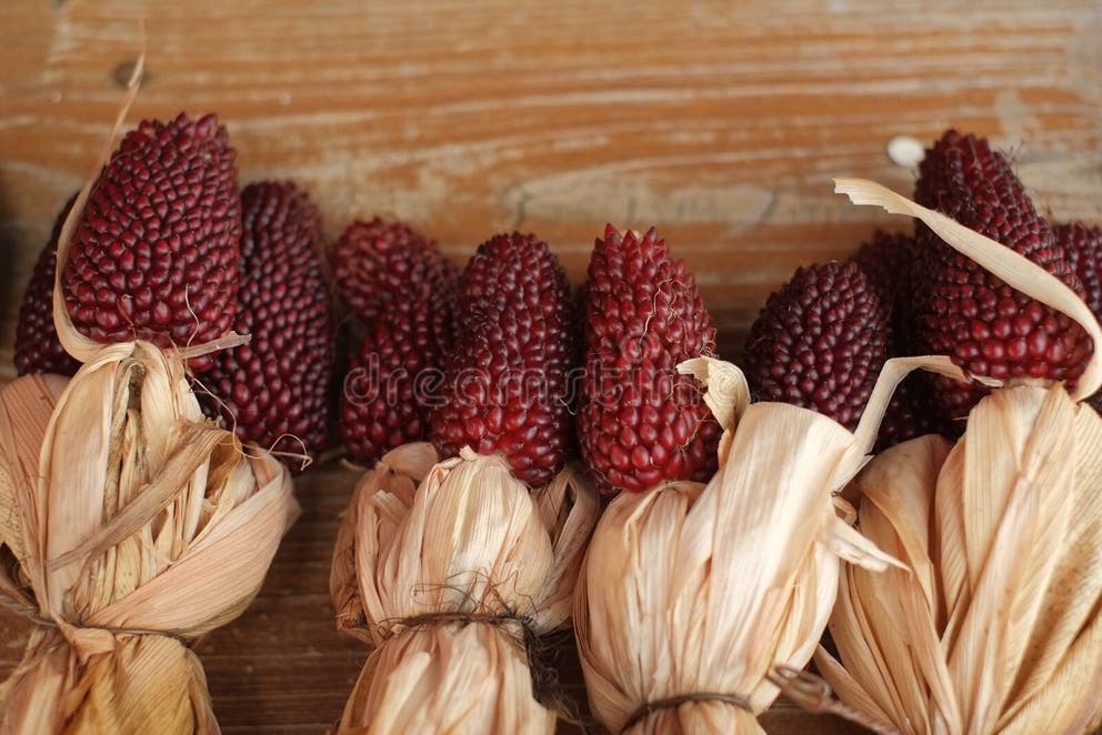 Maize colorful Indian corn stock photo. Image of colorful - 34169182