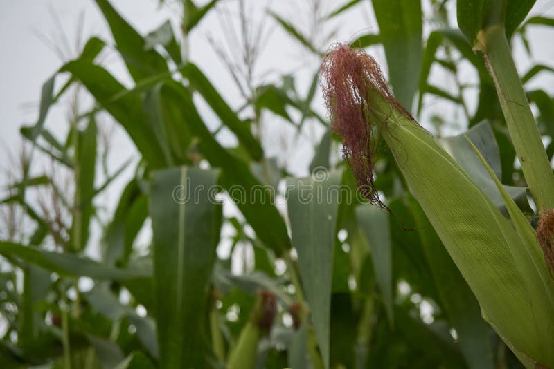 219 Maize Germ Stock Photos - Free & Royalty-Free Stock Photos from ...