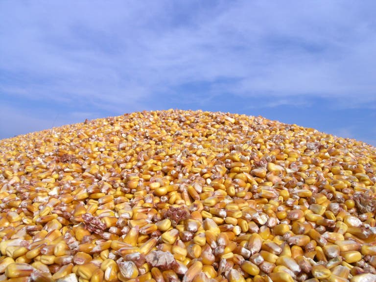 Maize -Corn stock image. Image of corn, reed, rough, lentils - 1521893