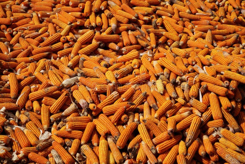 Maize Corn stock photo. Image of fruits, agriculture - 21665982