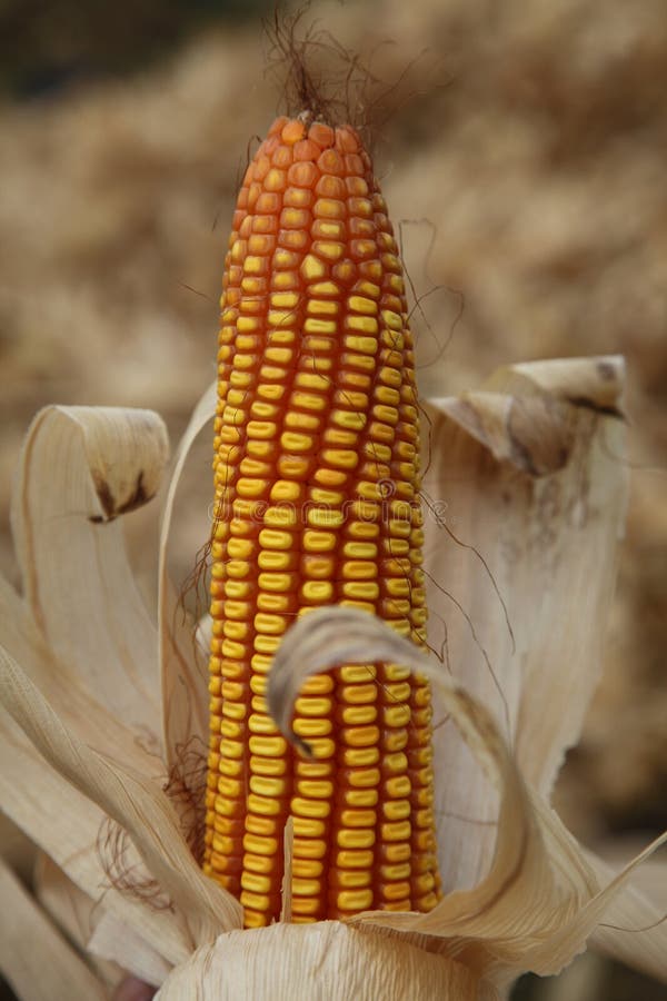 Maize Corn stock photo. Image of fruits, agriculture - 21665982