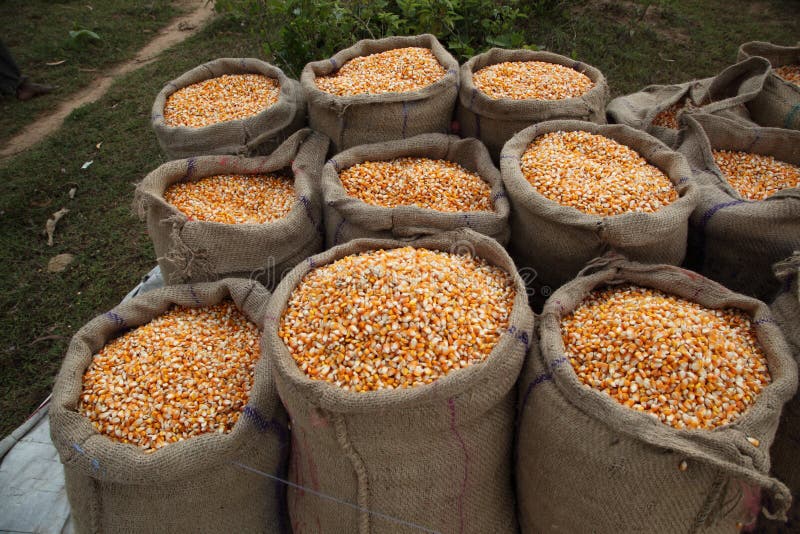 Maize Corn stock image. Image of agriculture, farming - 21681115