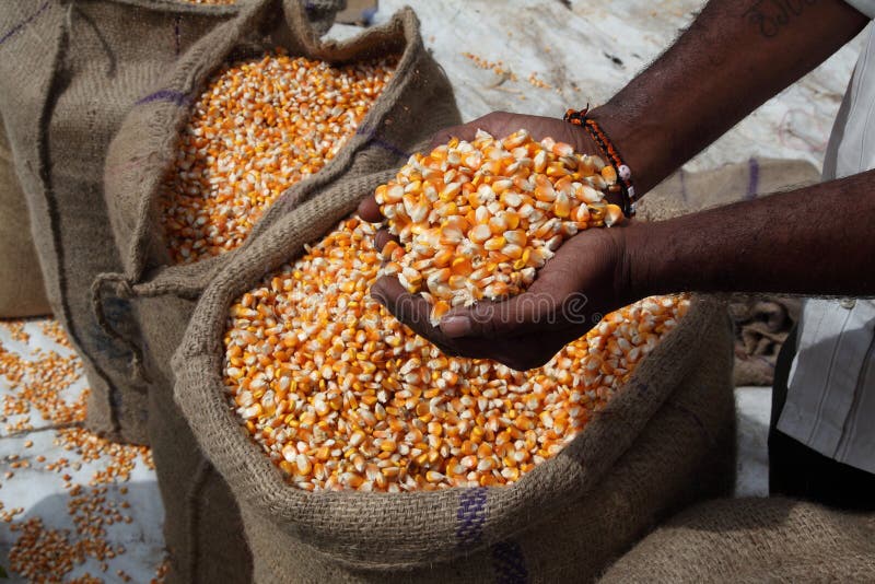 Maize Corn stock photo. Image of sack, grain, corn, cultivation - 21991230