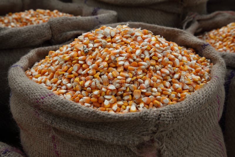 Maize Corn stock photo. Image of cultivation, pulse, mixture - 21991306