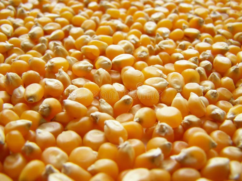 Maize or Corn Crop. stock image. Image of sheath, midsection - 96749431