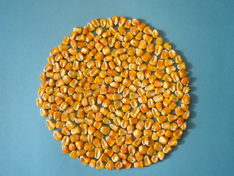 Maize corn stock image. Image of maize, nature, yield - 27861441